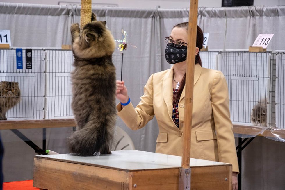 Judging the Cats | Crab and Mallet Allbreed Cat Show