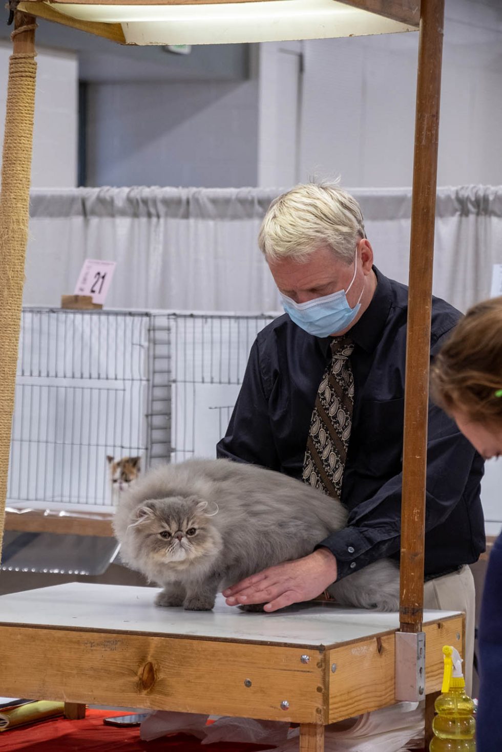 Judging the Cats | Crab and Mallet Allbreed Cat Show