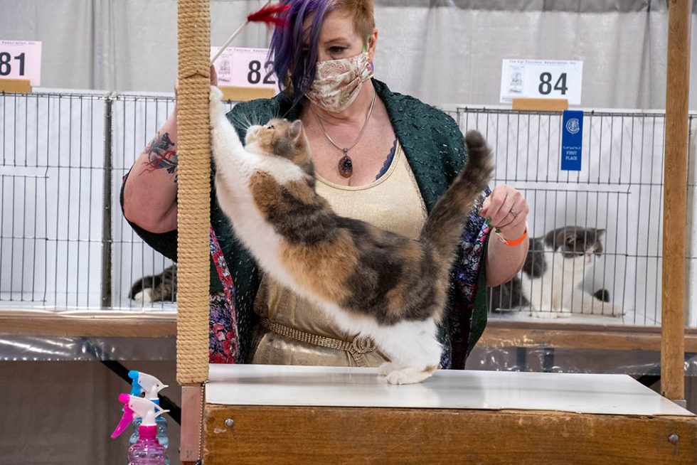 Judging the Cats | Crab and Mallet Allbreed Cat Show